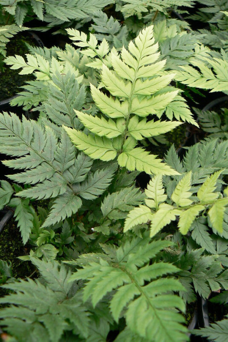 Lucksbridge Horticulture Ltd - Plant Catalogue